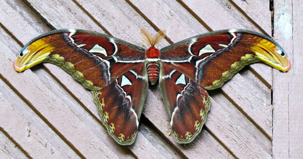 Trapped in Nature & Exploration: The World's Largest Moth