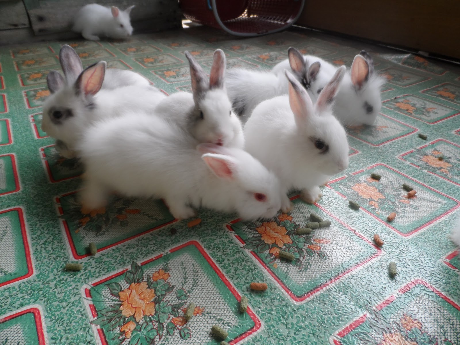 KELINCHI Biru Comel: Kelebihan haiwan peliharaan kepada manusia