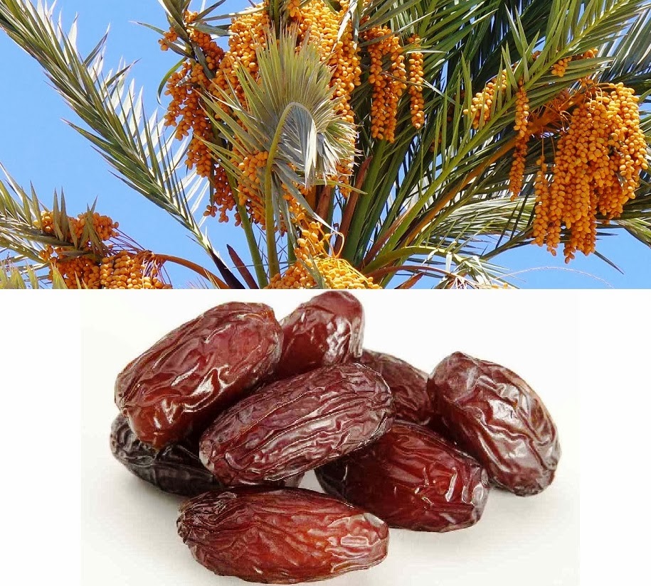 Business Ideas | Small Business Ideas: Date Palm Farming Business ...