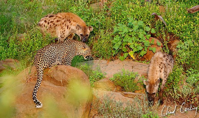 .: 9th February – One Brave Leopard!