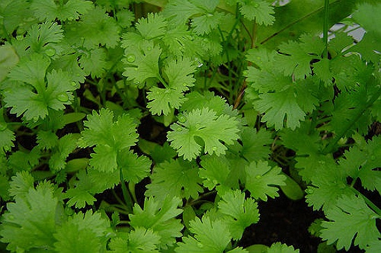 coriandru planta medicinala-cilantro herb | Farmacia Naturală