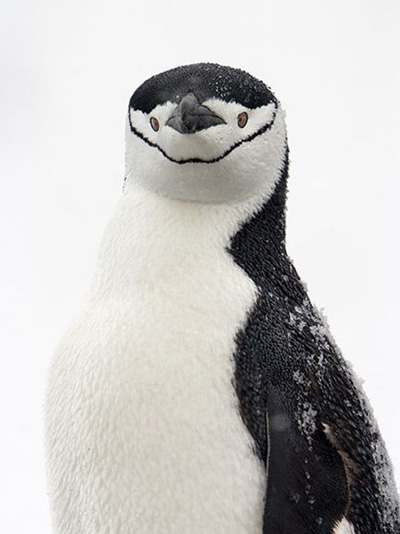 Foto Pinguin Lucu dan Menggemaskan | GambarBinatang.Com