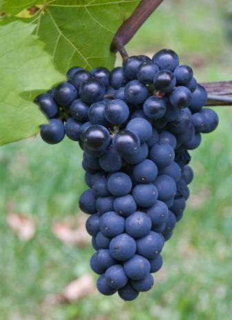 AyudzNoubyta: 1001 MANFAAT ANGGUR