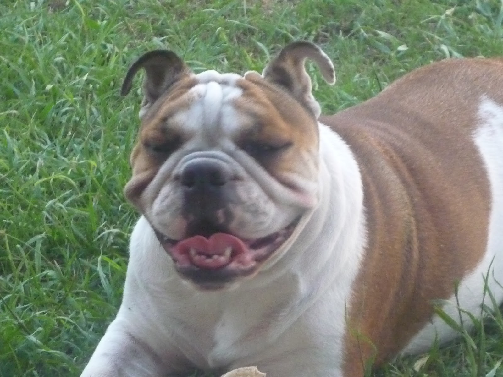 BULLDOG É TUDO DE BOM: PERSONALIDADE