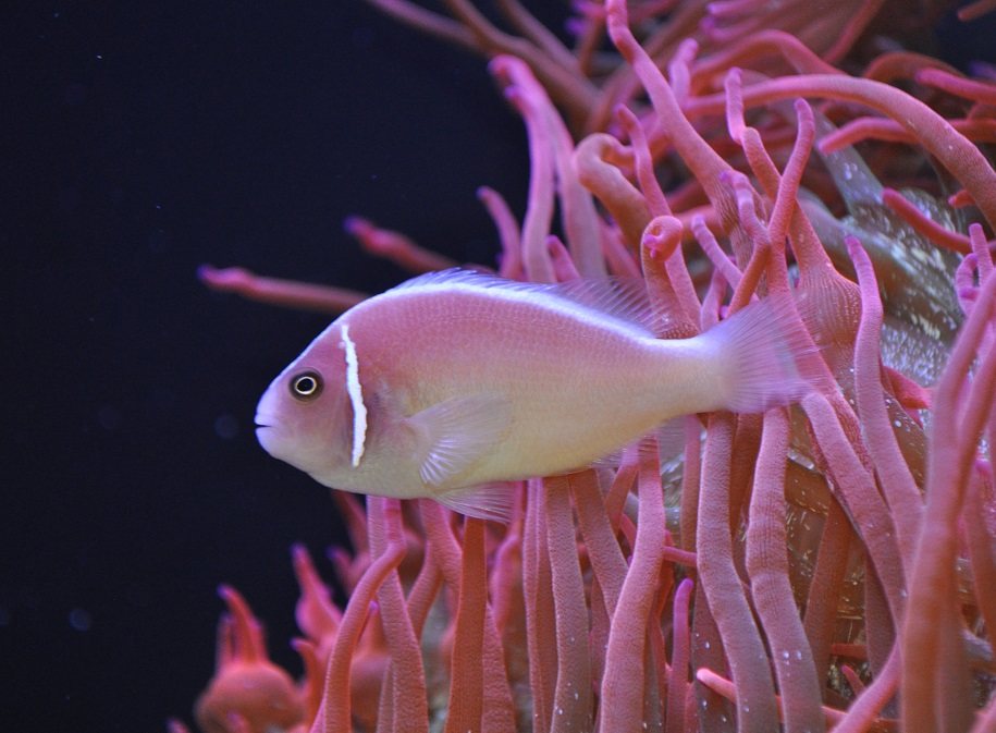 ZOOTOGRAFIANDO (MI COLECCIÓN DE FOTOS DE ANIMALES): PEZ PAYASO ROSA ...