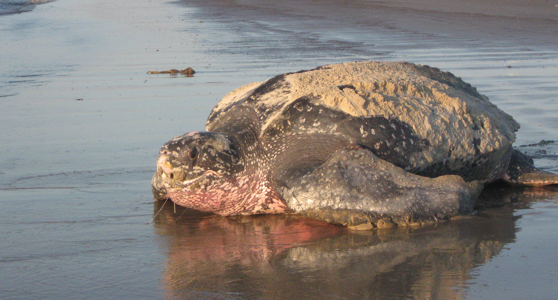 The leatherback turtle | The Life of Animals