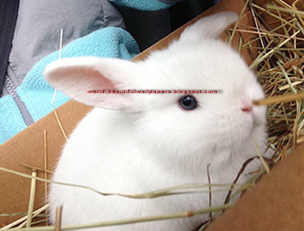 rabbits picture | Zone Wallpaper Backgrounds