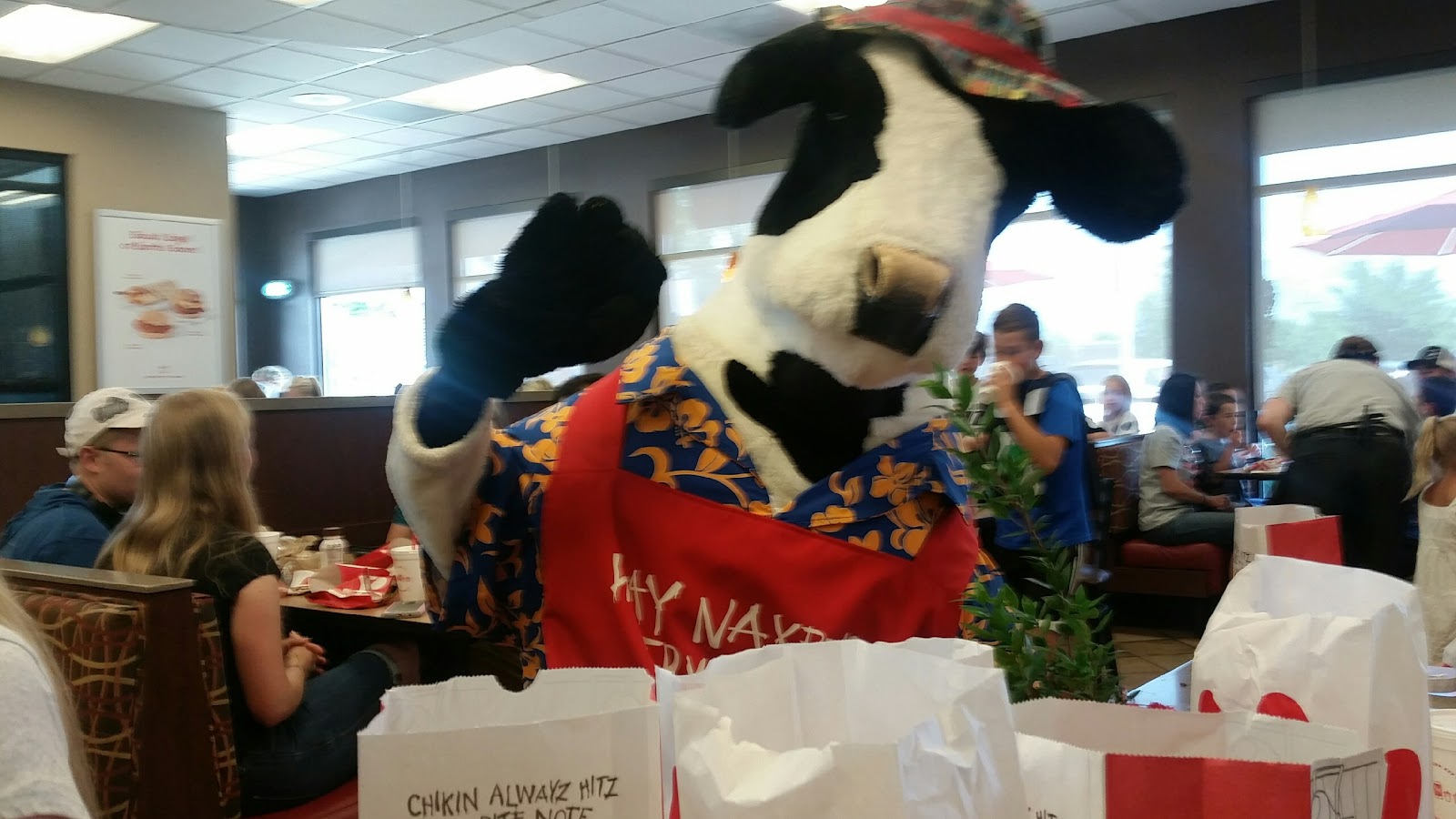 Twelve Makes a Dozen: Happy Cow Day!