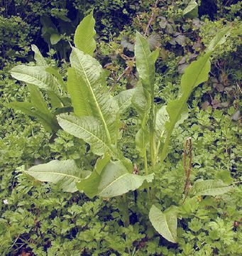 Viorica: Dragavei, Shtevia (Rumex Cristatus)