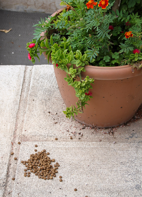 carola bARTz: Istanbul Kedisi - Cats of Istanbul