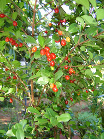 ERVAS CURATIVAS: PEDRA UME CAÁ