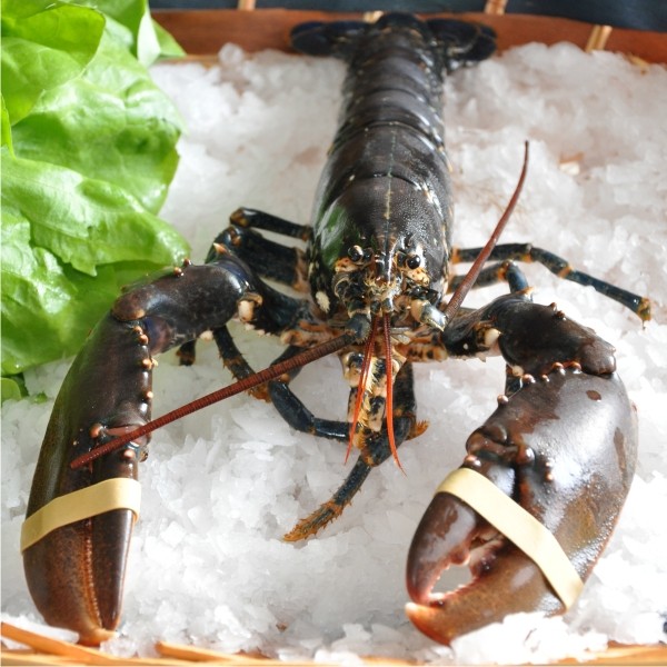 Bogavante | Mariscos Gontelo