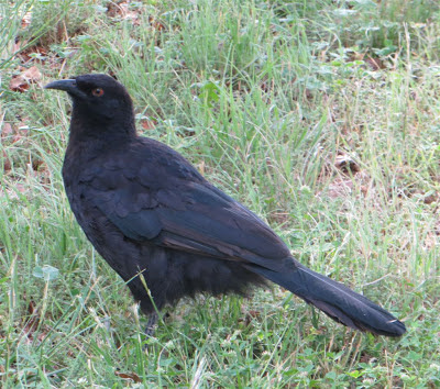 Majura birds: November 2012