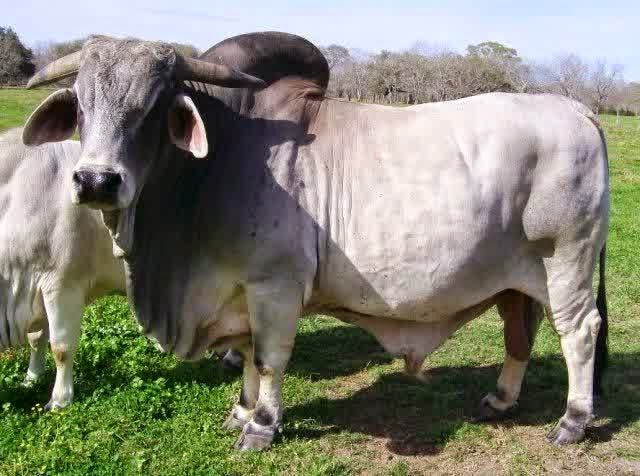 GAMBAR SAPI BRAHMAN 10 | GAMBAR SAPI