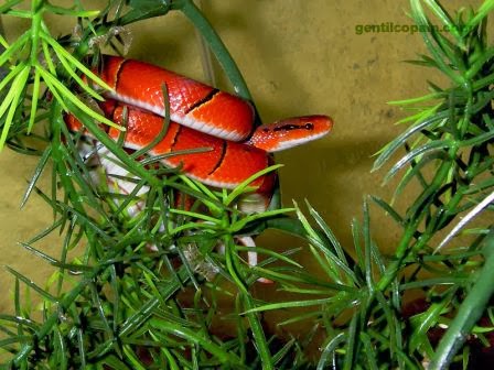 zoocity: Serpent Rouge des Montagnes