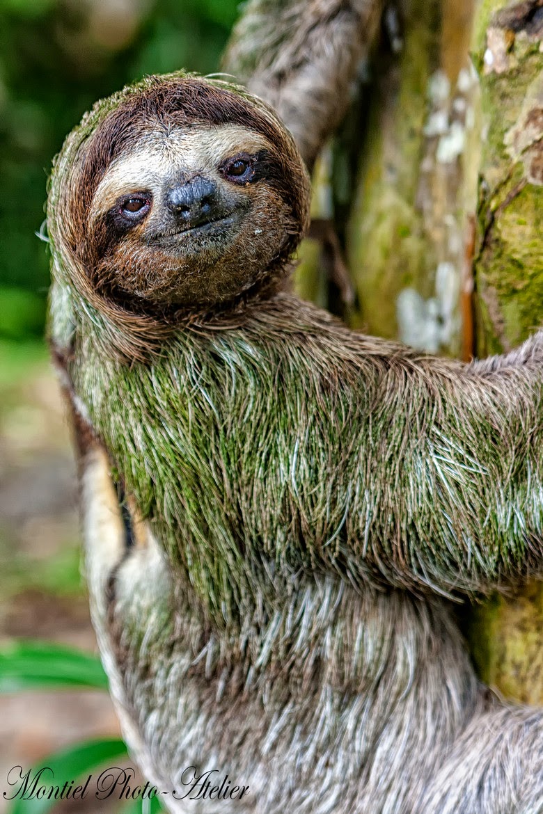 fauna colombiana: OSO PEREZOSO