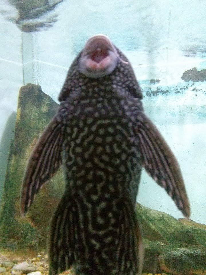 Projeto Aquário Instituto de Pesca: 4° Peixe - Cascudo