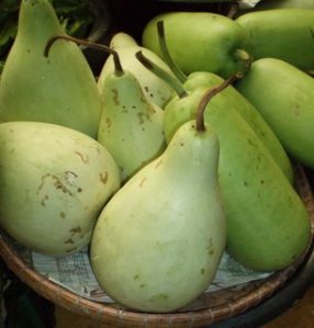 Budidaya Labu Air | Info Tani