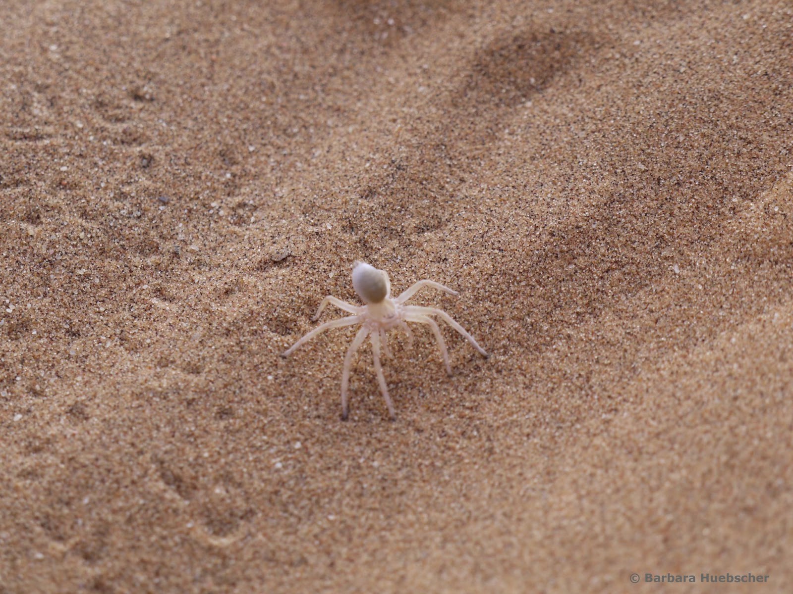 Sonnenstrahlenmomente: Namibia - Abenteuer Little Five