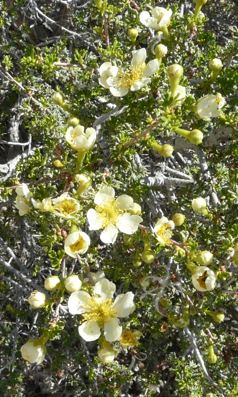 Ben and Joy: Great Basin Flowers part 4