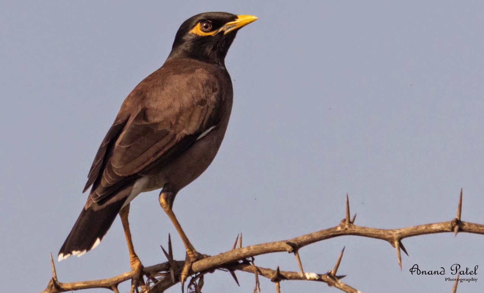 Common Myna | YuGWoRLD