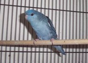 The Splendid Bourke Bird Blog: Lineolated Parakeet in Cobalt Blue, Our ...