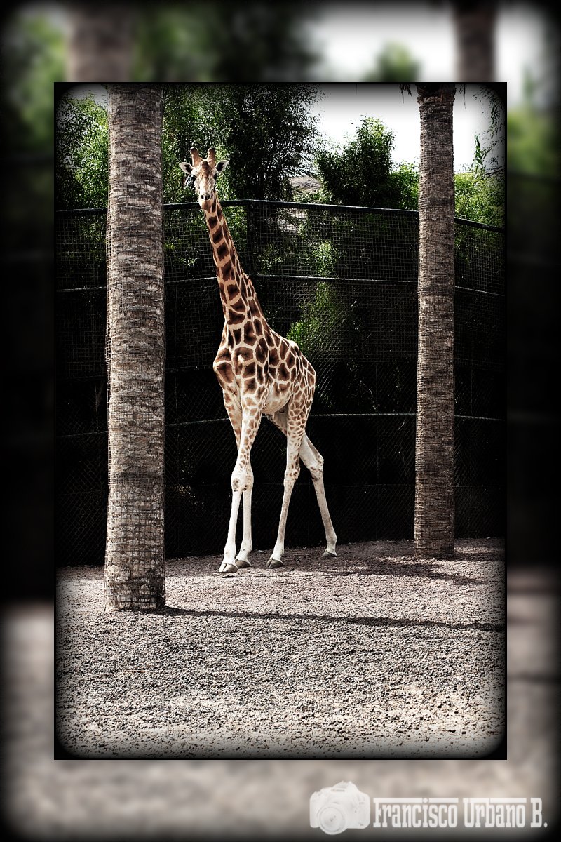 El Rincon De Fuerteventura "F.U": 2011