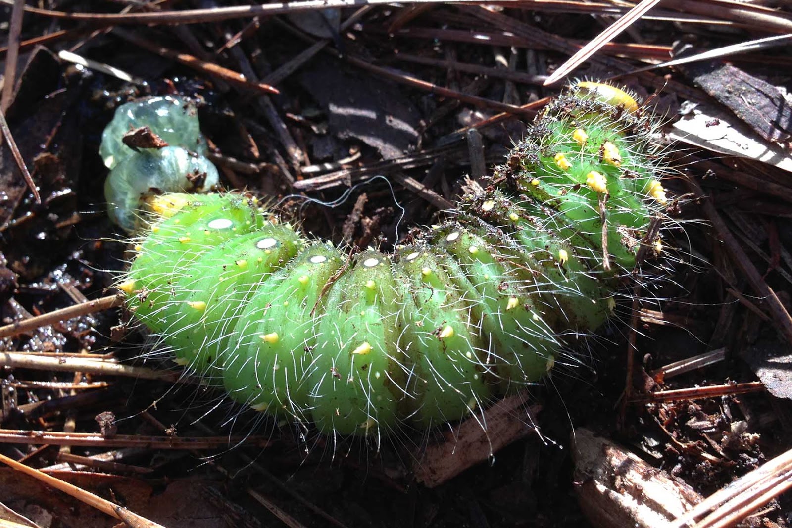 Hipster Birders: Caterpillars!