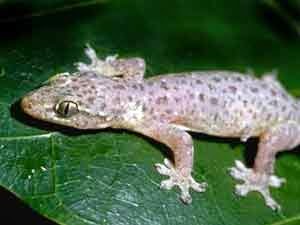 CARI TAHU JENIS-JENIS CICAK | JDSK