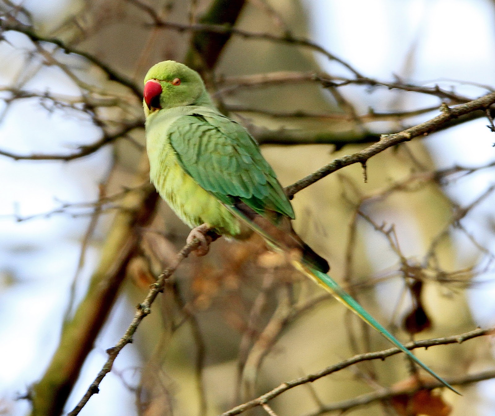 Northamptonshire Birding: Birds of the bluster