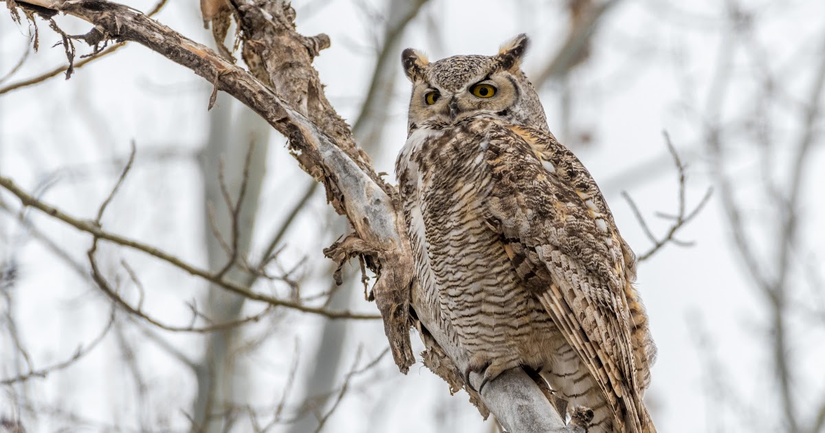 NeoVista Birds and Wildlife: Cryptic Owls Discovered--Can You See Them?