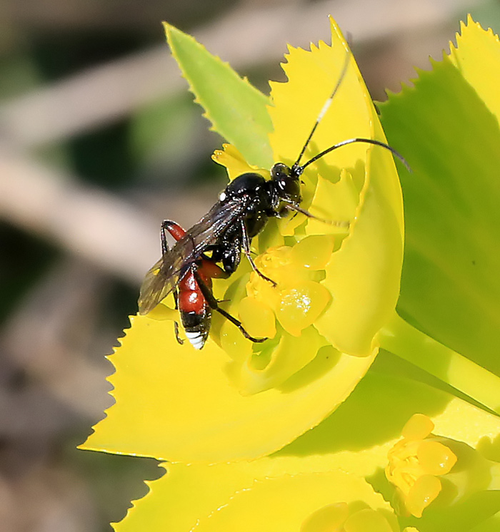 Foto-Natura-Huesca: Cryptinae Kiby, 1837 Gelinae Henry Lorenz Viereck, 1918