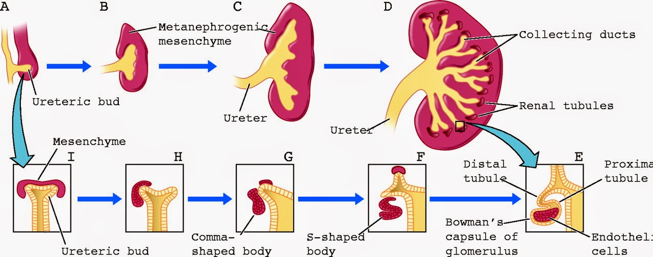 USMLE COMLEX Study Guides : First Aid Renal Embryology