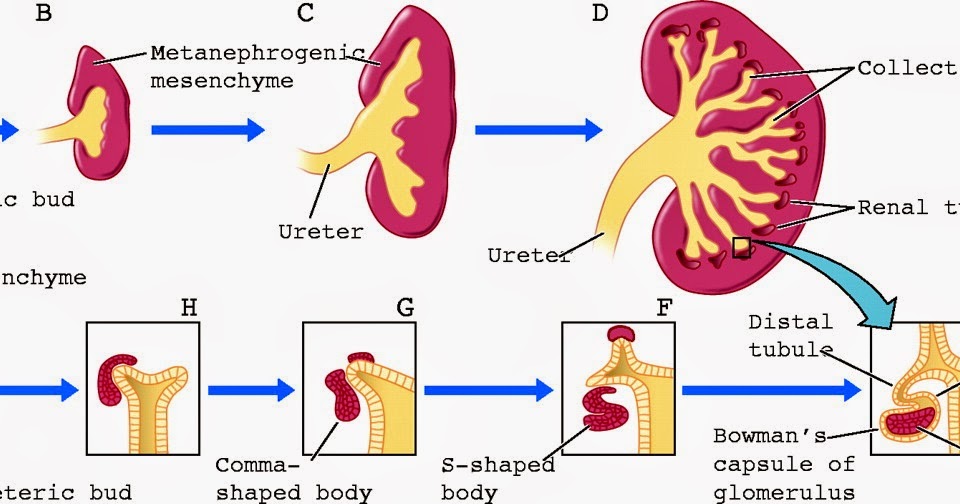 USMLE COMLEX Study Guides : First Aid Renal Embryology
