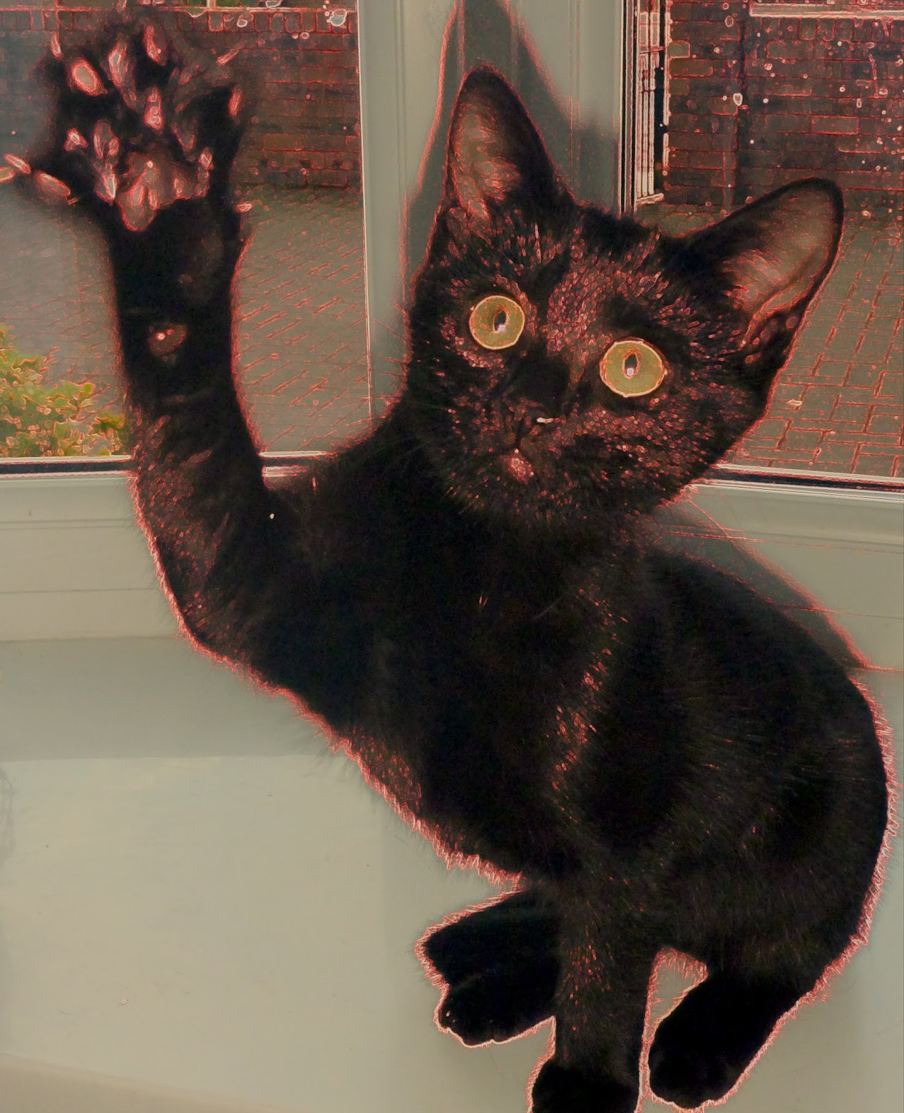 Cat Rescuing, Sunderland: TYRANNIPUSS! THE DEMON CAT FROM BEYOND* INFINITY!