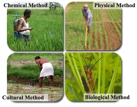 Nature and Farming: Rice Production : Chapter 15 - Weeds and weed control