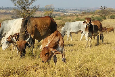One Day in the Life of Jerome: Biltong, Gout, and Cows