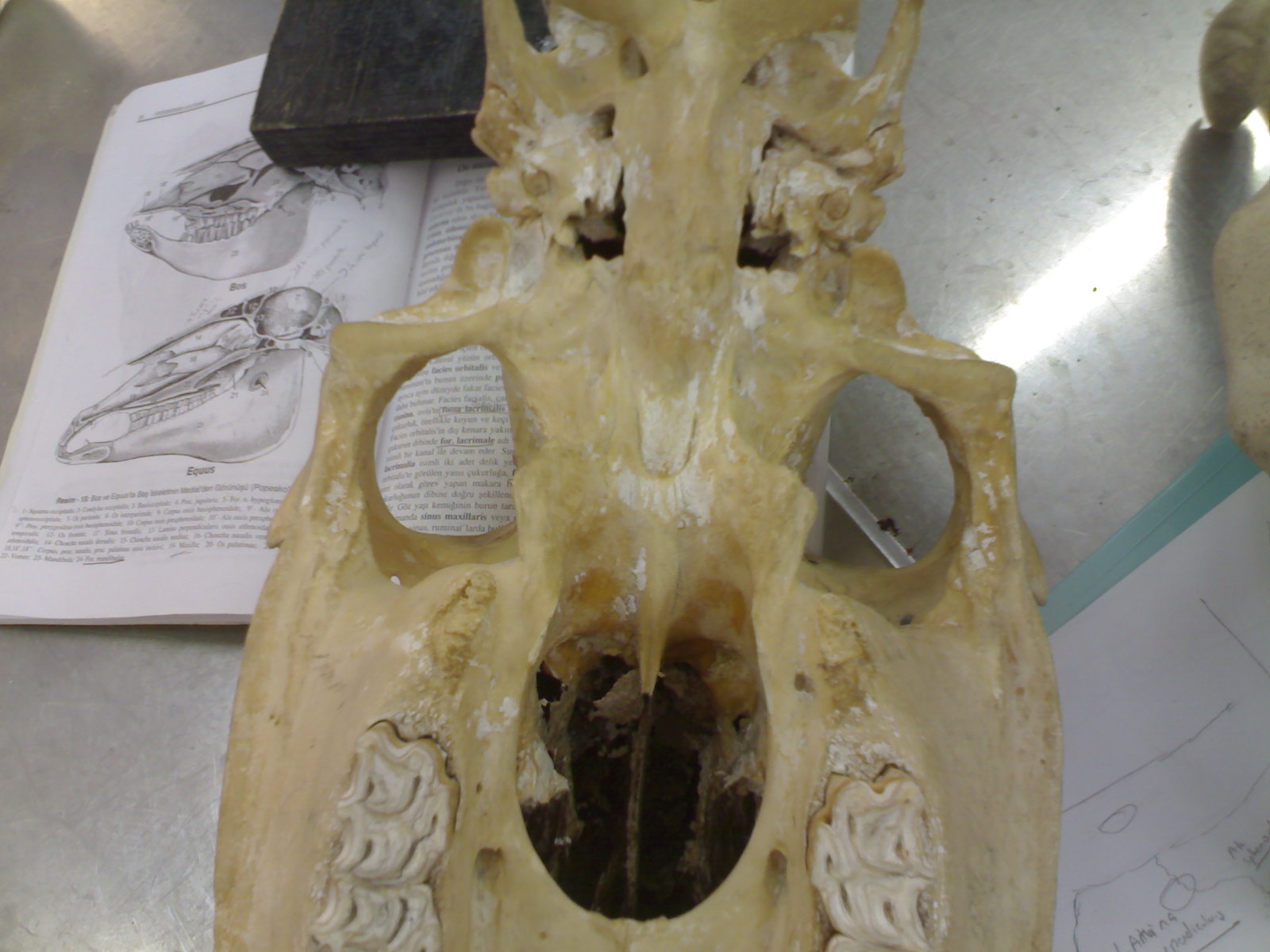 VETERİNER HAYVAN SAĞLIĞI HAKKINDA FAYDALI BİLGİLER: ANATOMİ KEMİK RESİMLERİ