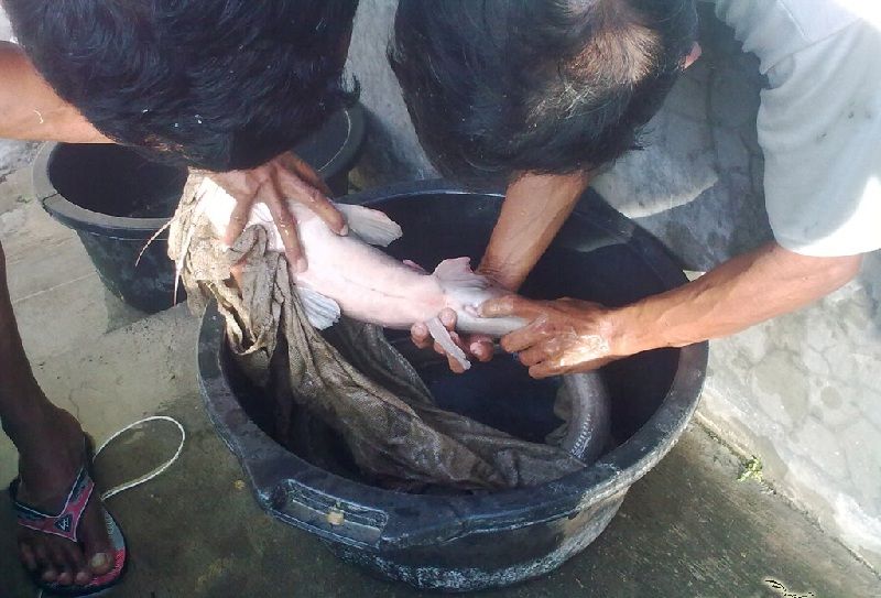 Cara Budidaya Ikan Lele Putih (Lele Bule) Albino Clarias Catfish untuk ...
