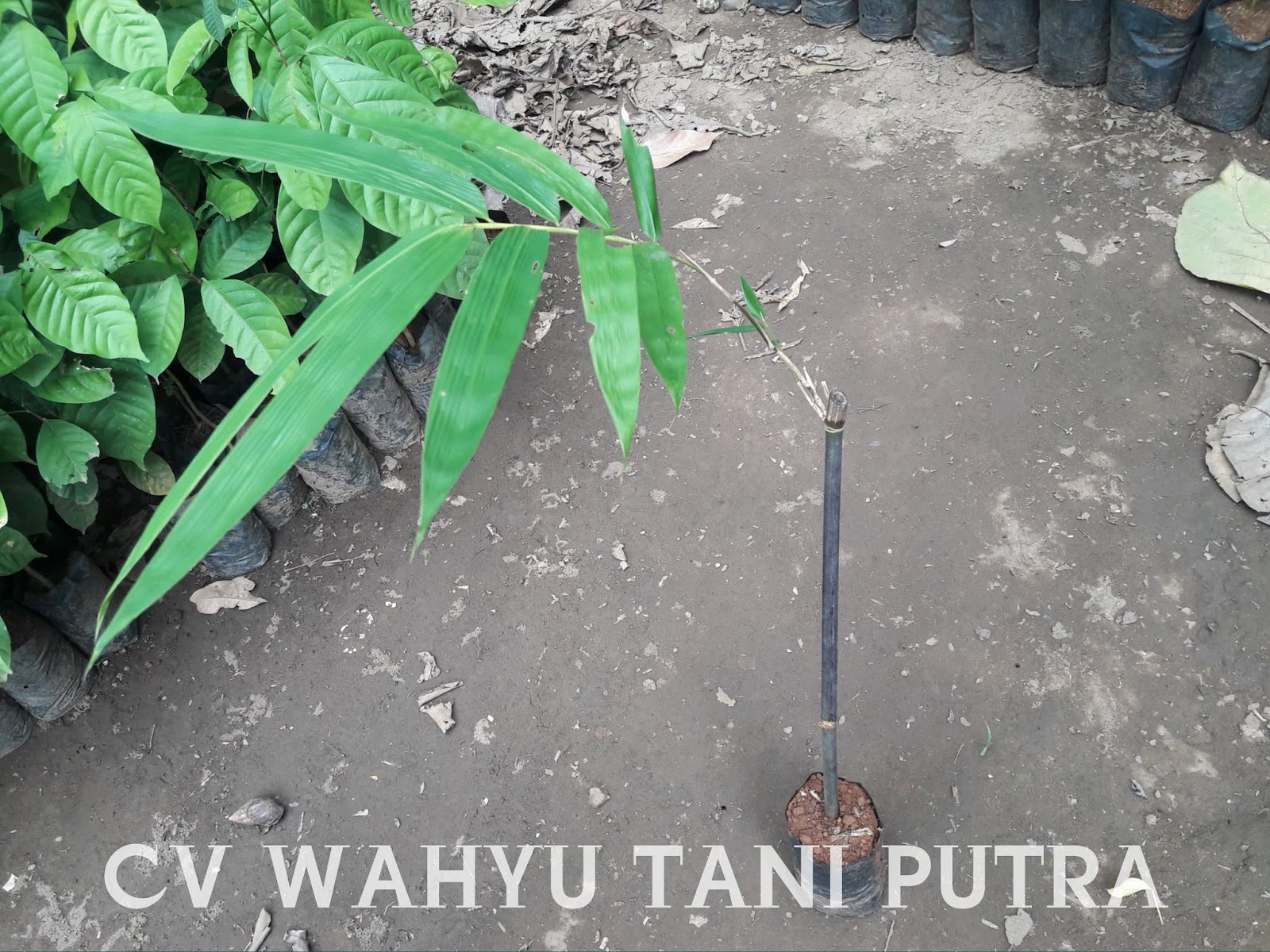 Bibit Bambu Hitam/ Wulung | CV. WAHYU TANI PUTRA