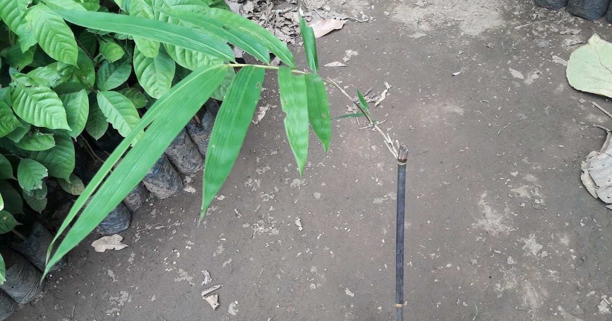 Bibit Bambu Hitam/ Wulung | CV. WAHYU TANI PUTRA