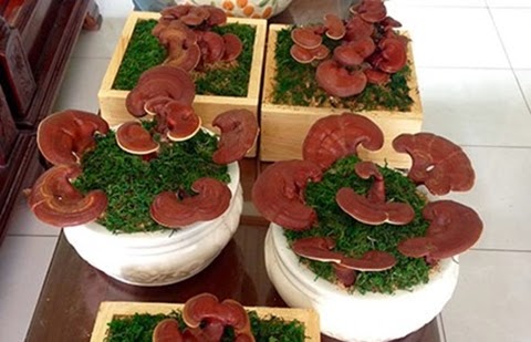 Cây Xanh Văn Phòng