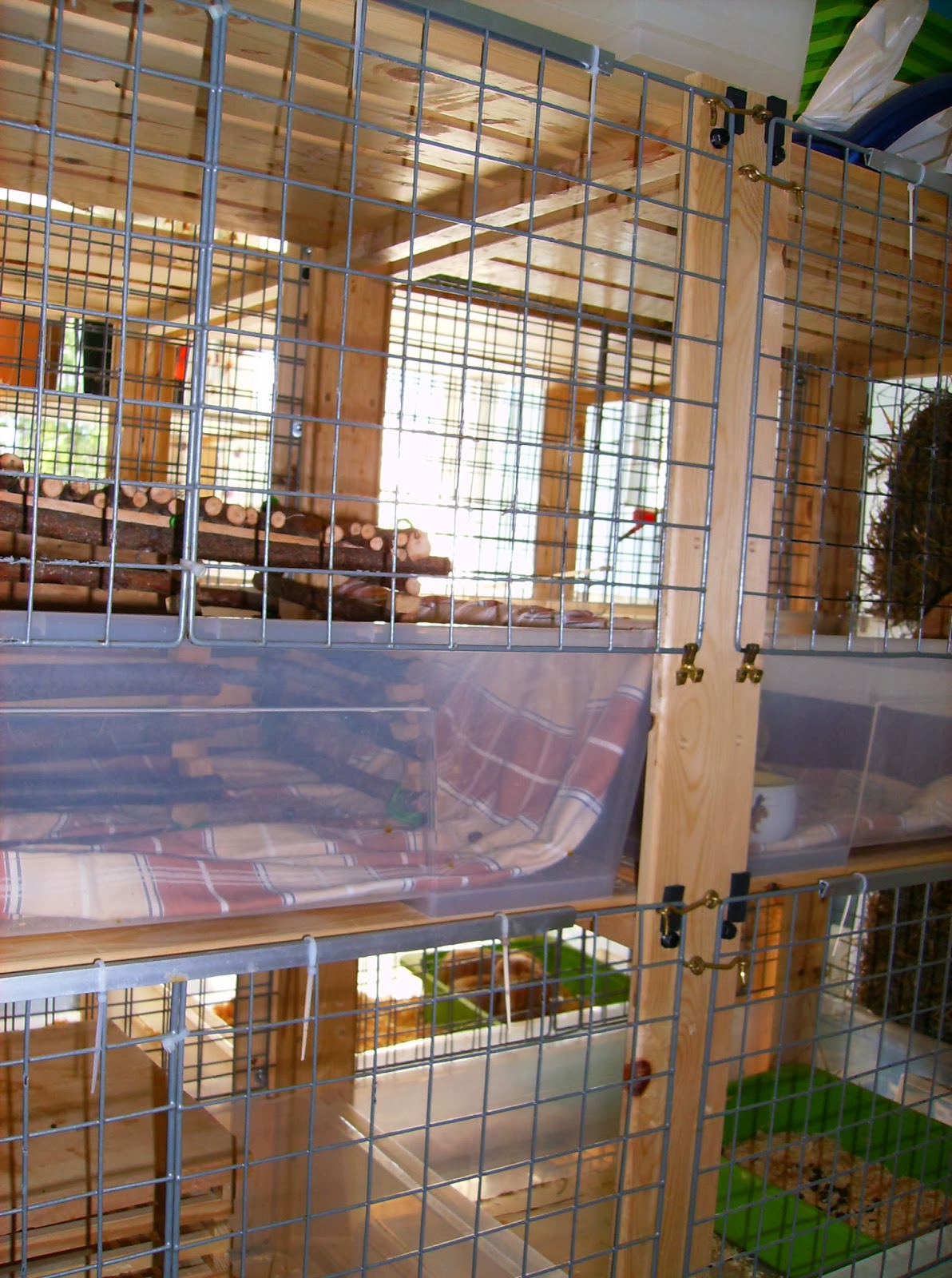 Aina Rakas -kanilan kääpiölupat ja sachsengold-kanit: Poikanen täältä