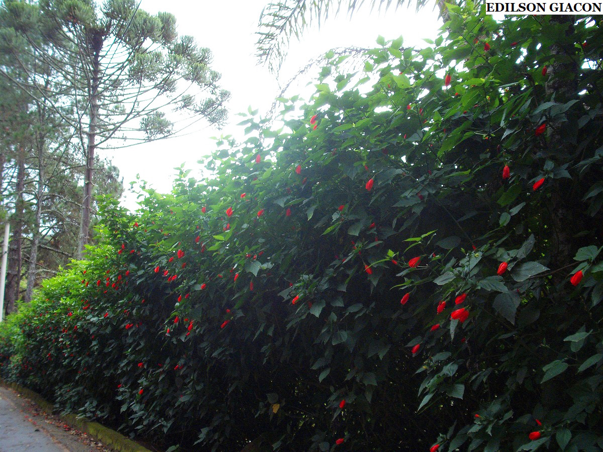 Viveiro Ciprest - Plantas Nativas e Exóticas: Malvavisco Vermelho ou ...