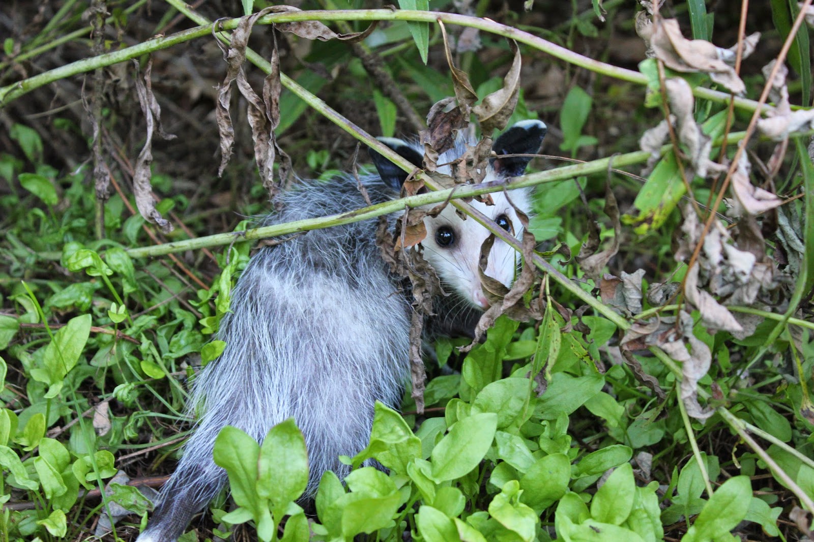 The Laughing Raccoon: The great possum release.
