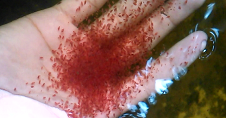 Kutu Air Pakan Ikan Mudah Dikultur