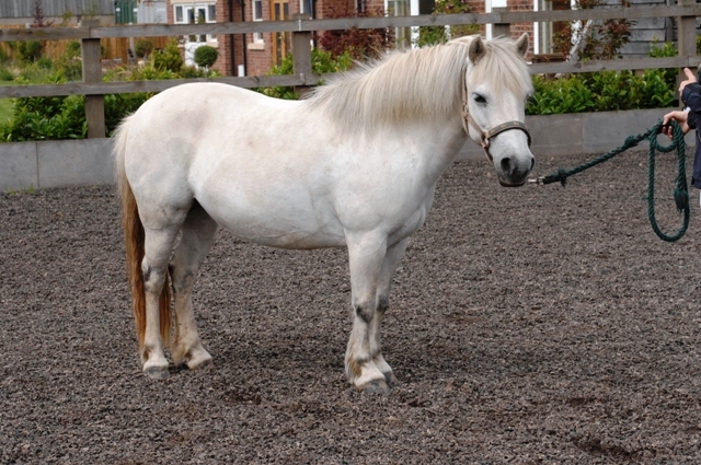HD Animals Wallpapers: White Pony horses Pictures