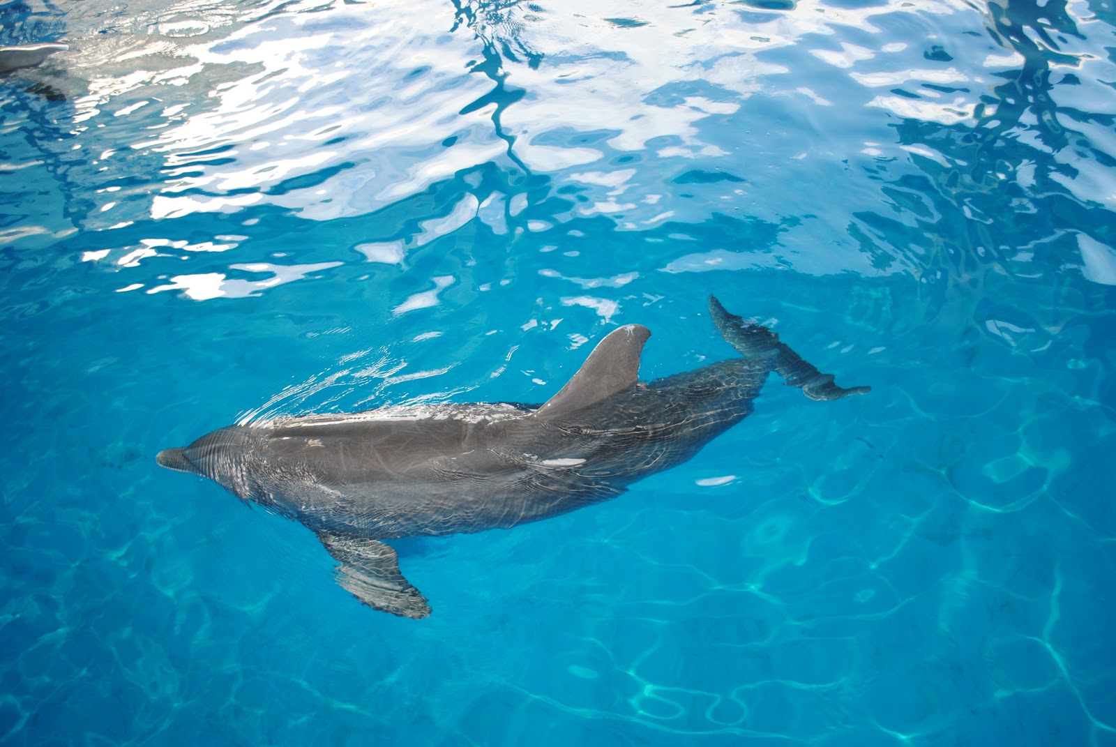 Dolphin Tale True Story