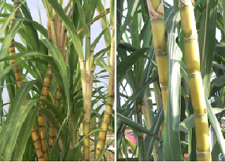 Tanaman Obat Tebu: E. Jenis-Jenis Tanaman Tebu