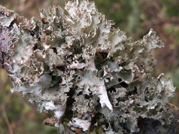 India+Flowers+Blogs: Indian Spice : Kalpaasi is a Lichen, acutally